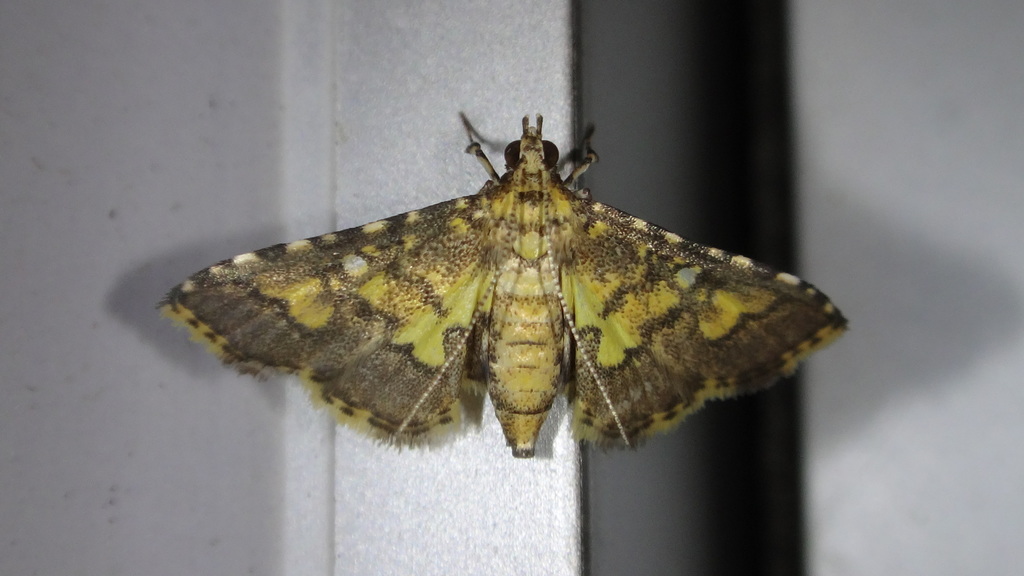 Lamprosema commixta from Ng Tung Chai, Lam Tsuen, NT, HK on March 23 ...