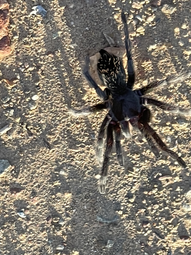 Steindachner's Ebony Tarantula from Millar Ranch Rd, Spring Valley, CA ...