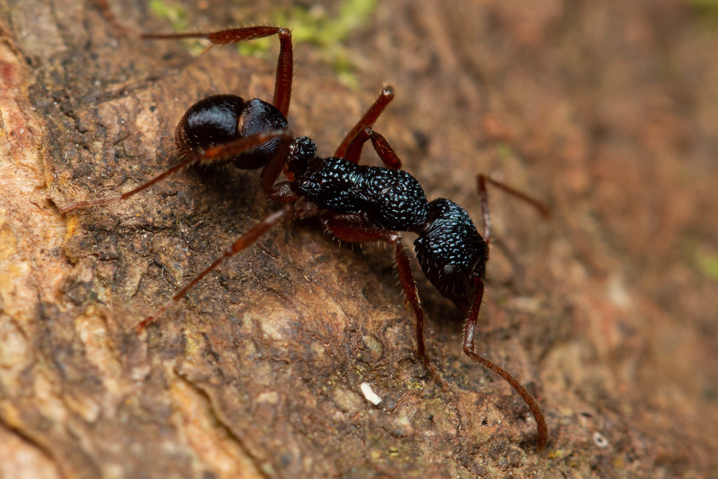 Blue Pony Ant from Maiala Loop on October 24, 2021 at 05:35 PM by Mark ...