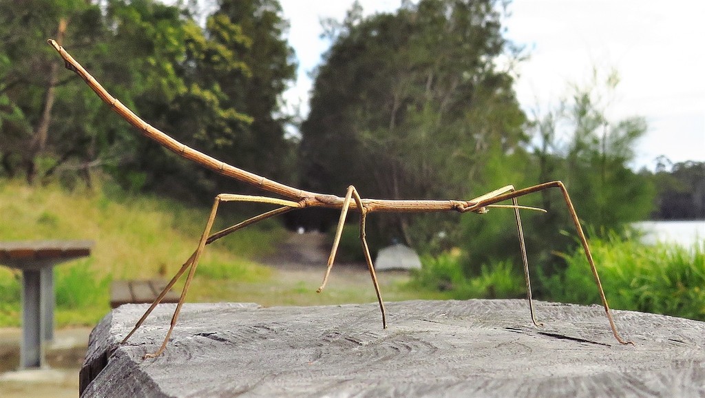Margin-winged Stick Insect from Wallaga Lake NSW 2546, Australia on ...