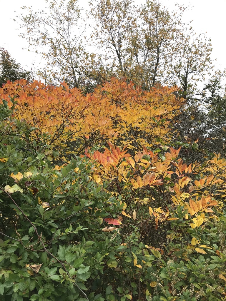 poison sumac from Martha's Vineyard, Vineyard Haven, MA, US on October ...