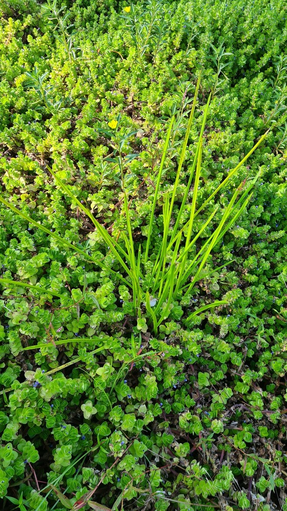 Philydrum in October 2021 by jjungfels. Aquatic. A few plant species in ...