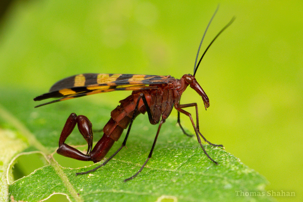 Nuptial Scorpionfly in October 2021 by Thomas Shahan · iNaturalist