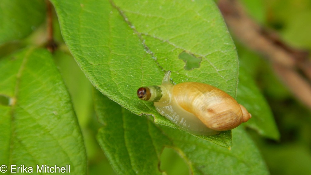 Amber Snails from Washington, Vermont, United States on August 29, 2021 ...