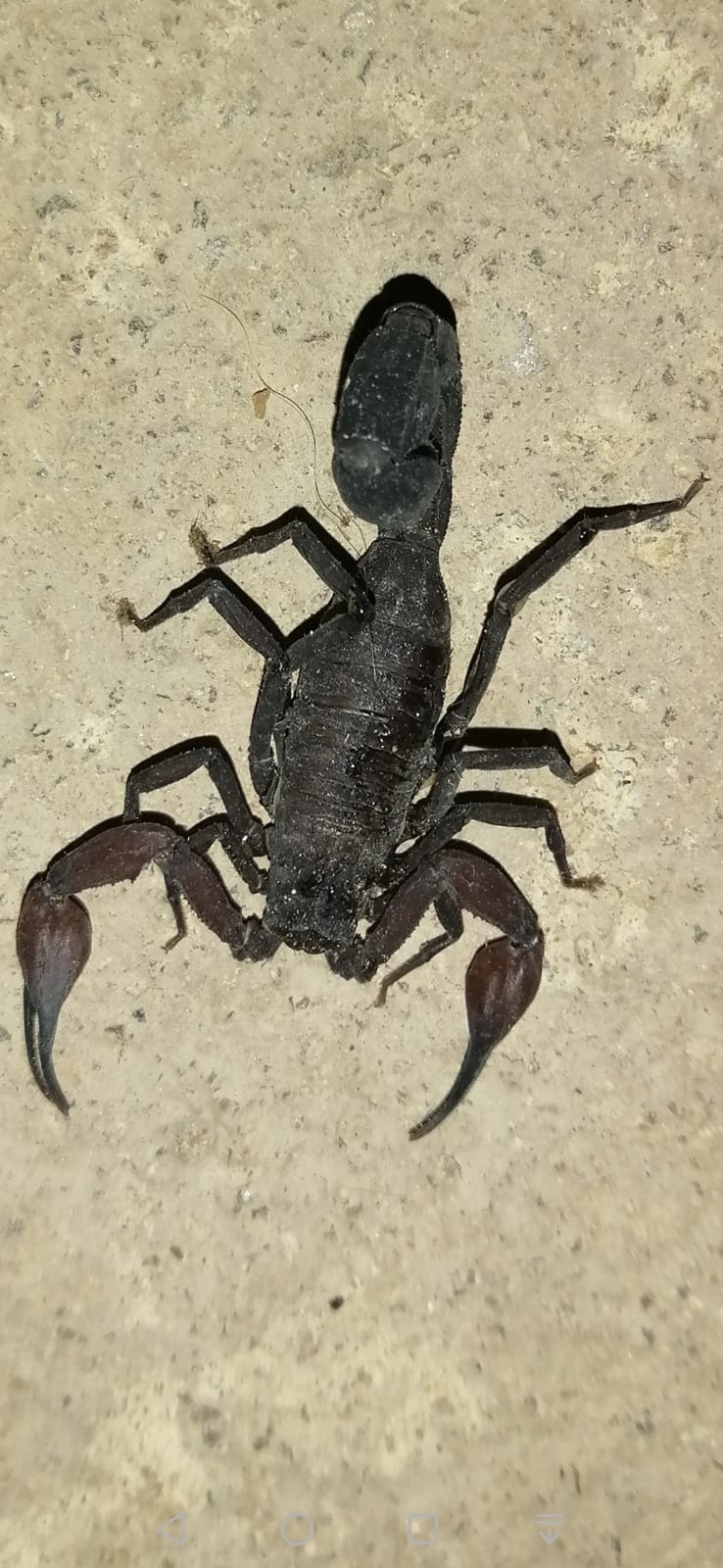 Tityus pachyurus Pocock, 1897