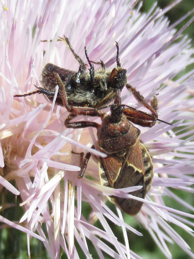 Plains Bee Assassin from Harbor Bay Trail, Lake Meredith NRA, Moore ...