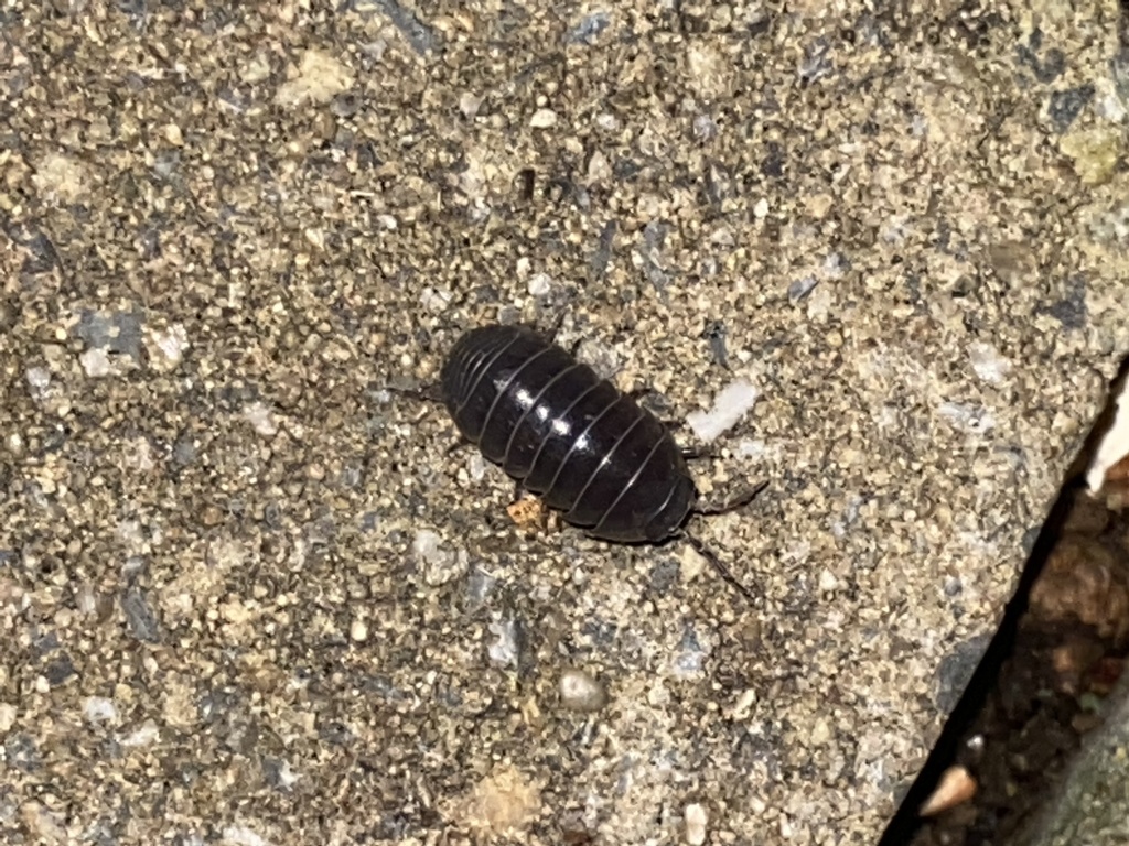 Common Pill Woodlouse from Reprise Ct, Vienna, VA, US on October 26 ...