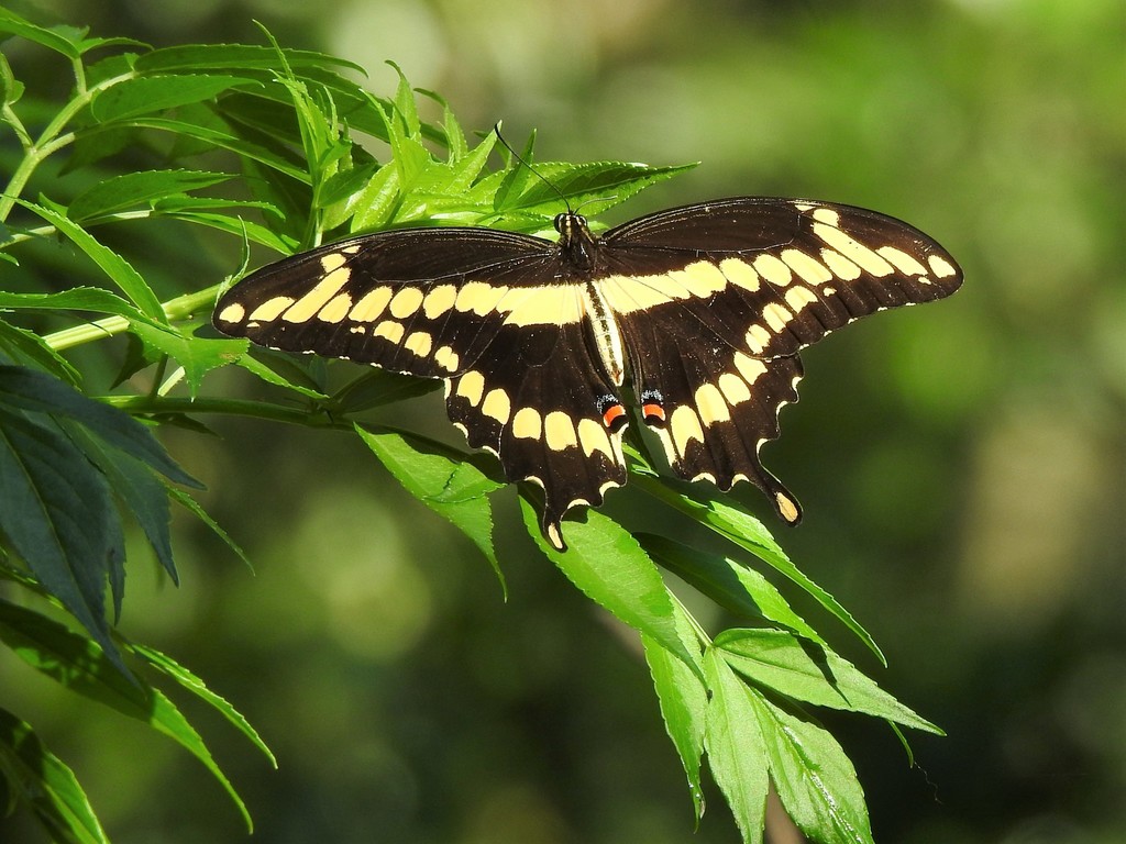Eastern Giant Swallowtail from 10216 Lee Rd, Boynton Beach, FL 33472 ...