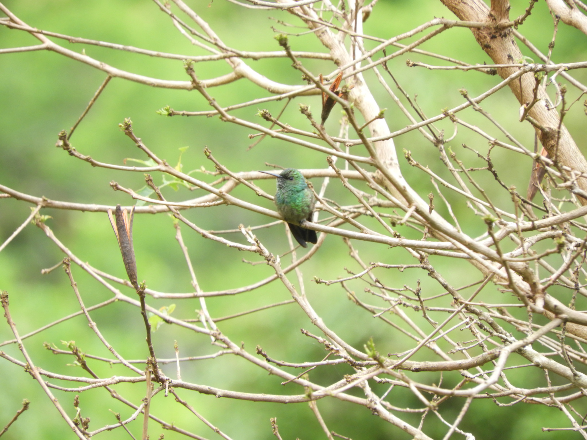 Polyerata decora Salvin, 1891