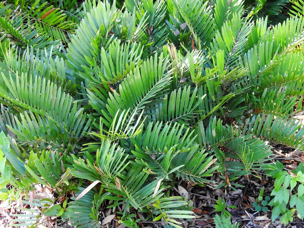 Coontie from 10216 Lee Rd, Boynton Beach, FL 33472, USA on October 26 ...