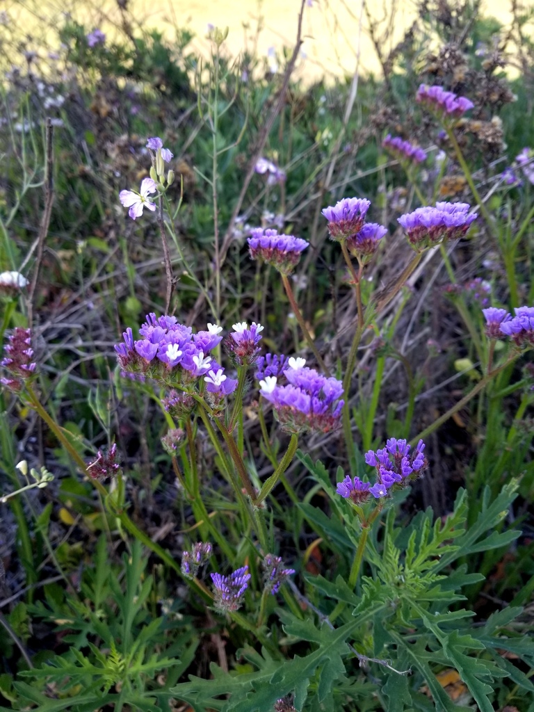 Blue statice from Del Mar, CA 92014, USA on April 20, 2021 at 05:07 PM ...