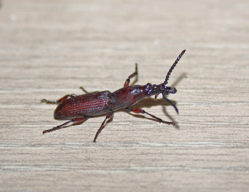 Straight-snouted Weevils (The Beetles (Order Coleoptera) of Southern ...