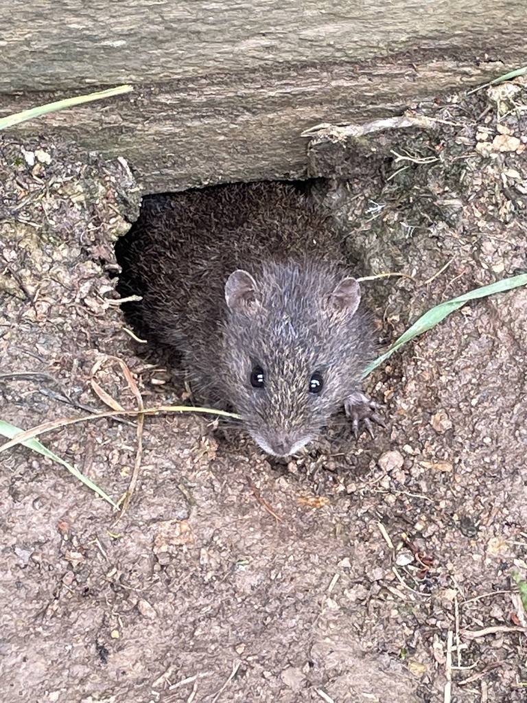 Australian Swamp Rat (Rattus lutreolus) - Know Your Mammals
