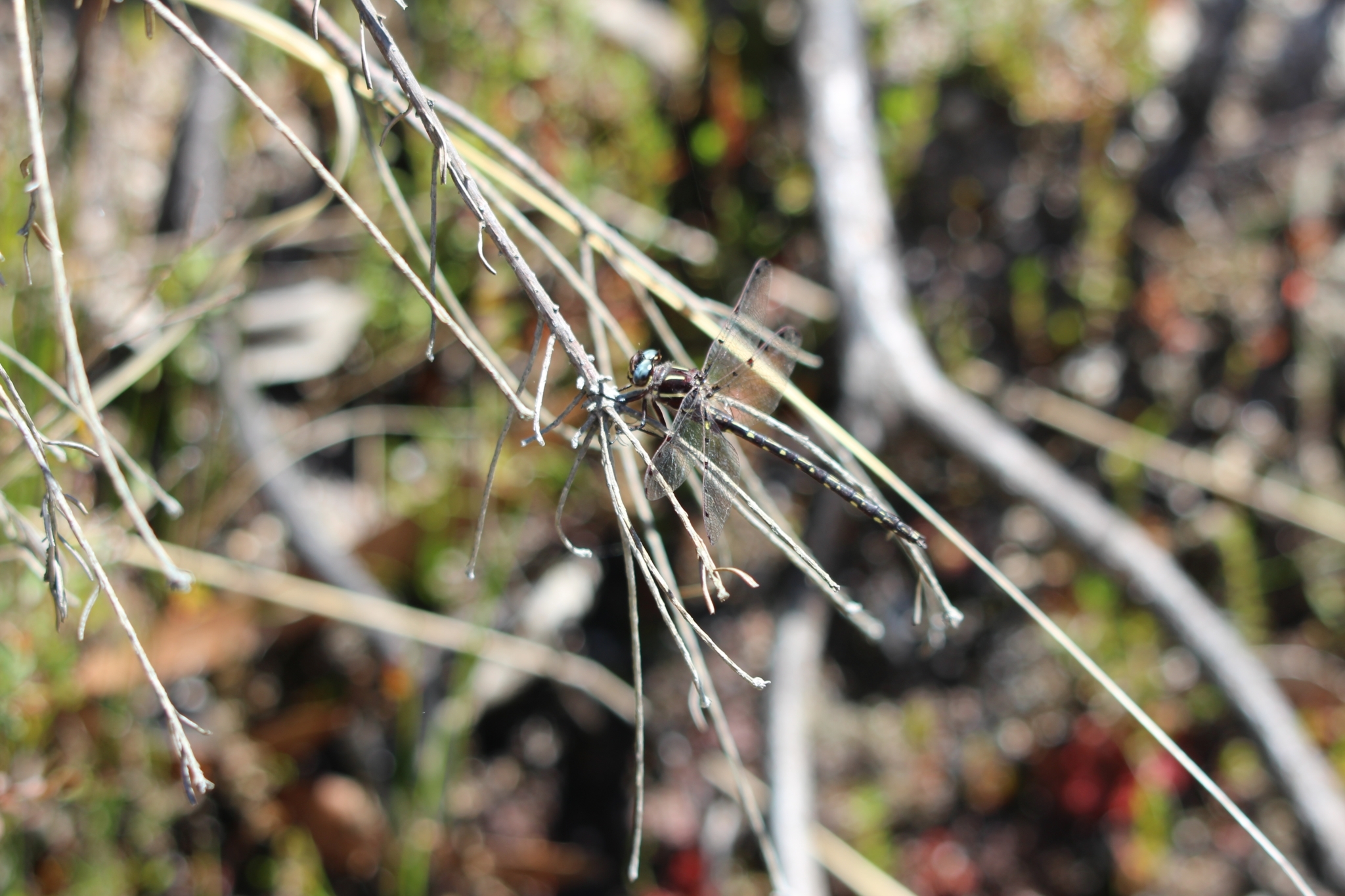 Austropetaliidae