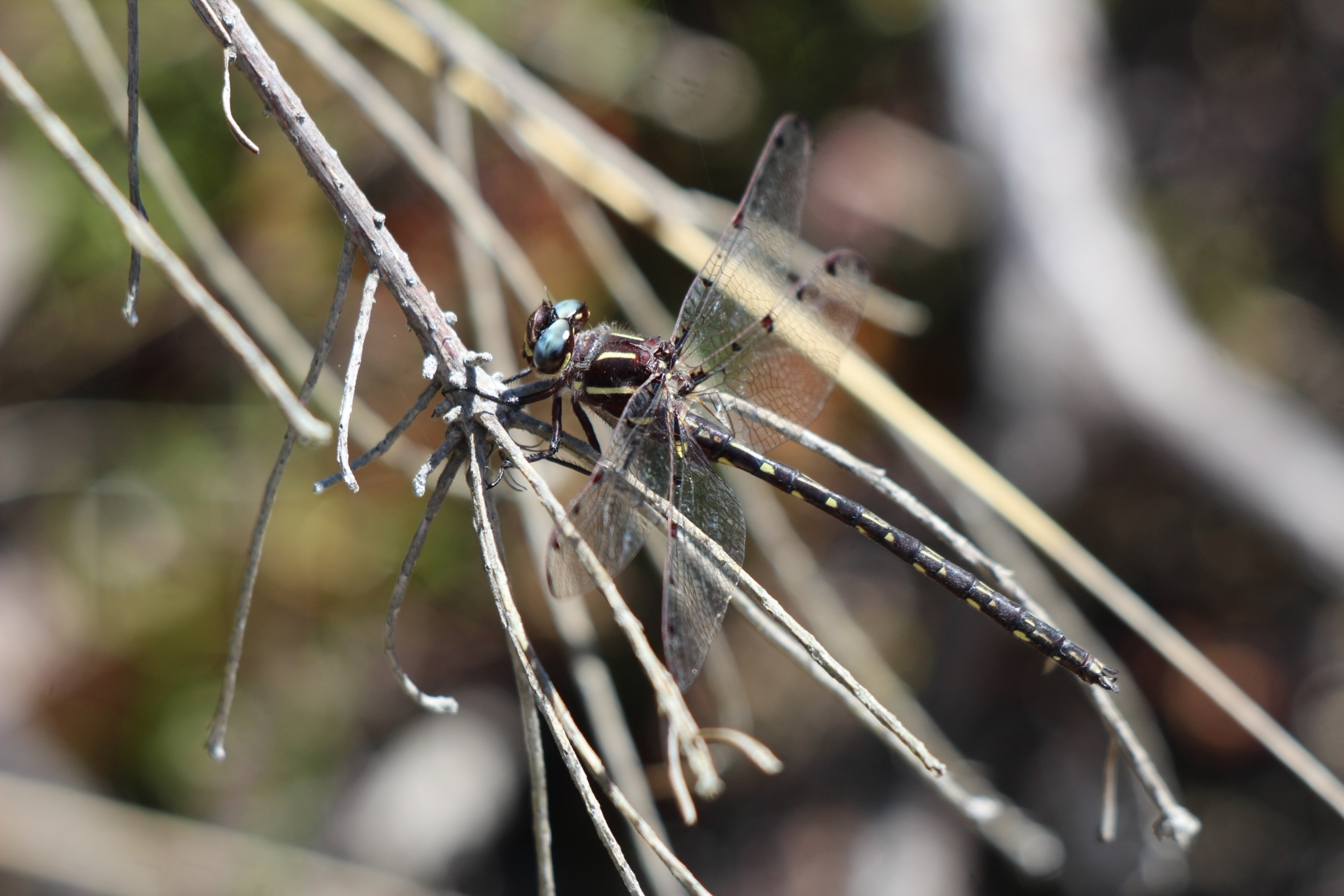 Austropetaliidae