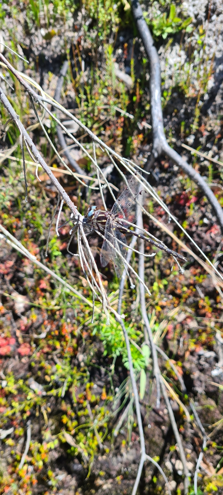 Austropetaliidae