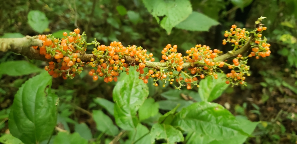 flameberry (Urera caracasana) - Botanical Realm