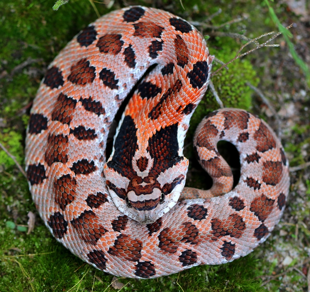 Hog-nosed Snakes (Heterodon) - Snakes and Lizards