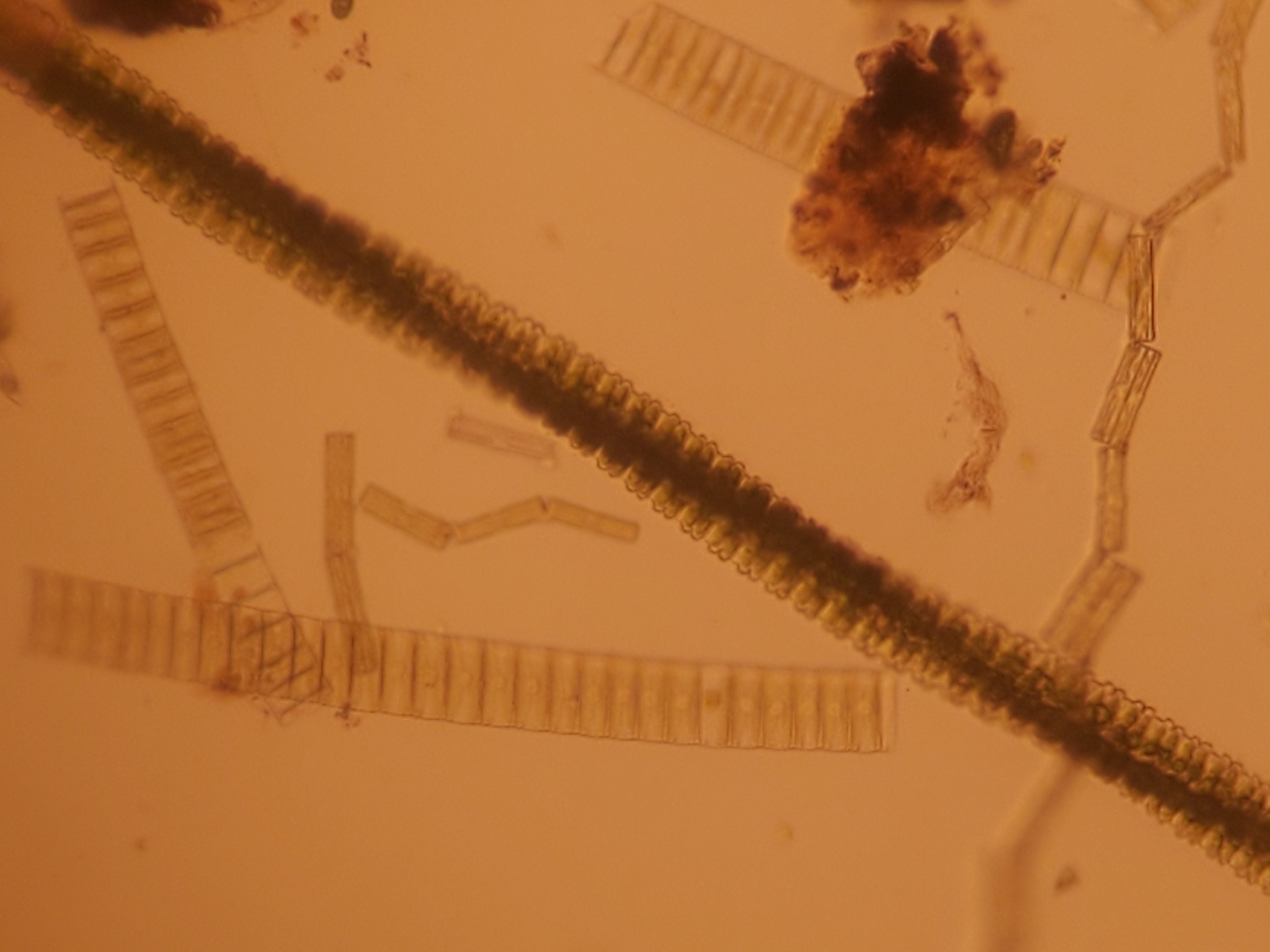 Desmidium C.Agardh ex Ralfs, 1848