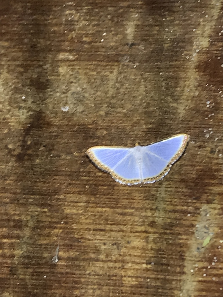 Leuciris fimbriaria from Yakarinta - Wowetta, Surama, GY-UT, GY on ...