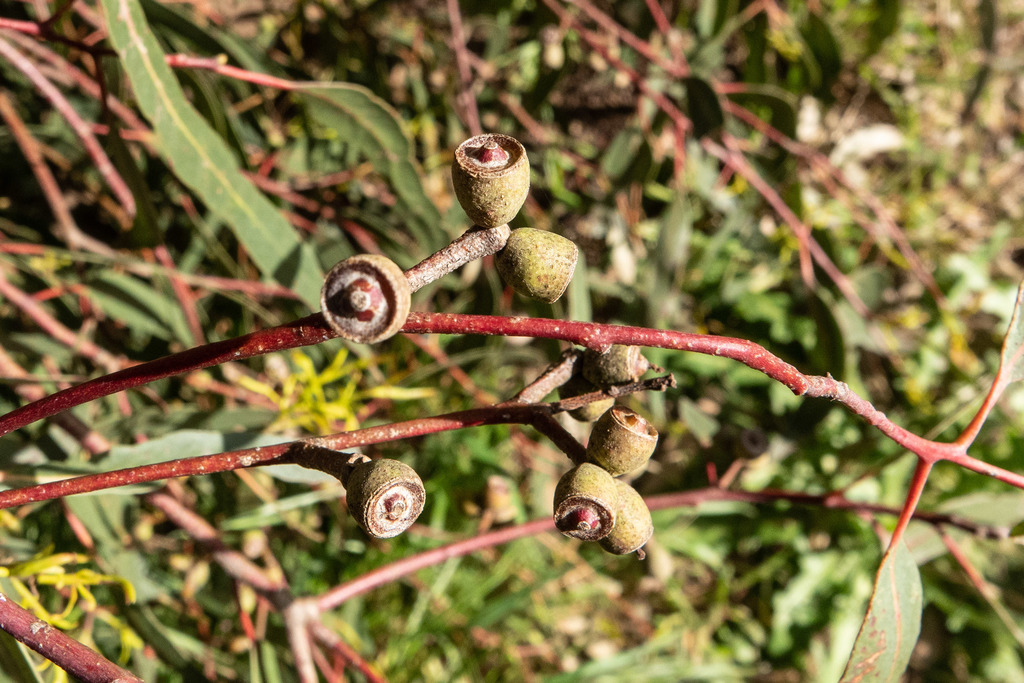 Long-leaved Box in October 2021 by Euan Moore · iNaturalist