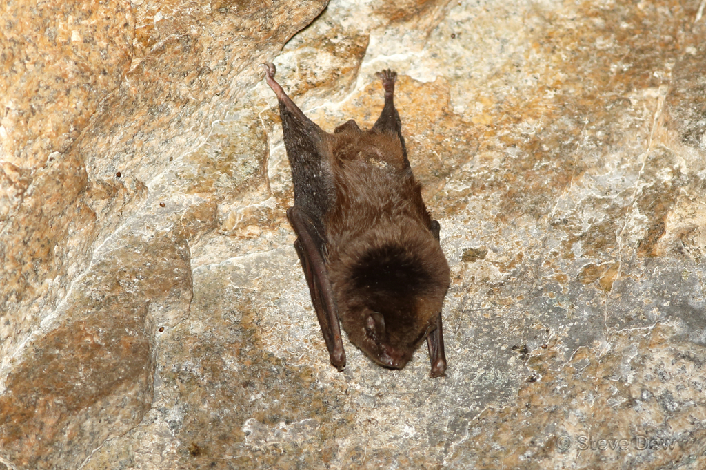 Little Bent-winged Bat - CONFIRMED (Mammals of Yourka Reserve ...