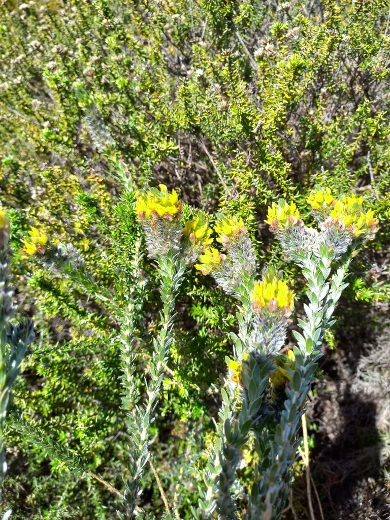 Silky Capegorse from Overstrand Local Municipality, South Africa on ...