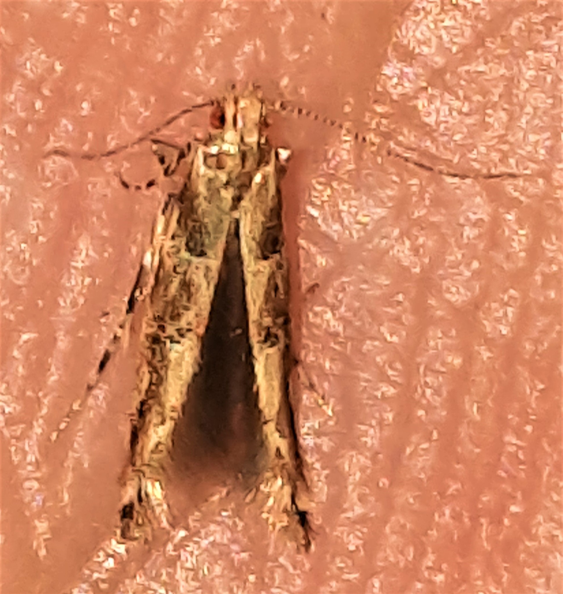 Anatrachyntis rileyi (Walsingham, 1882)