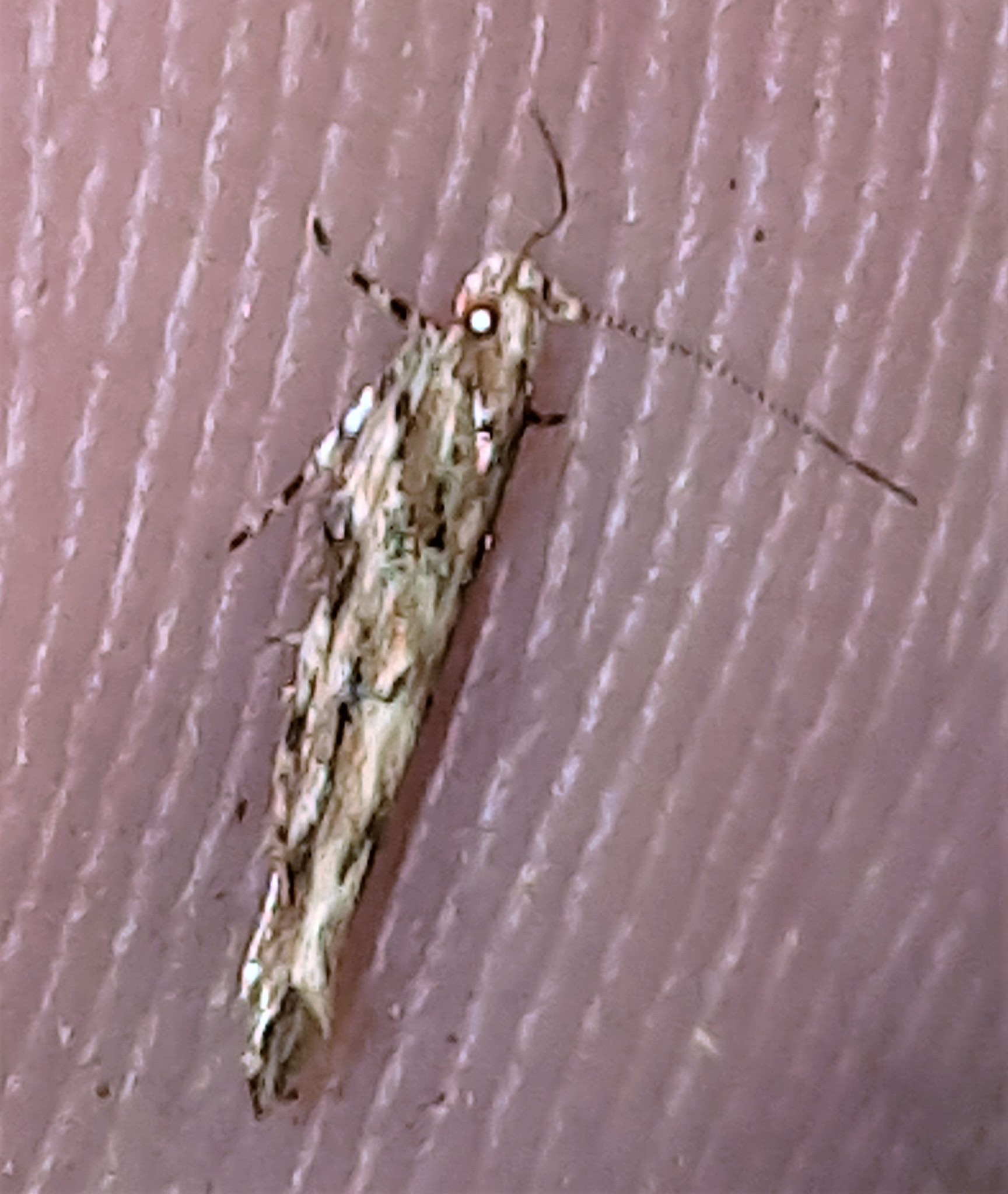 Anatrachyntis rileyi (Walsingham, 1882)