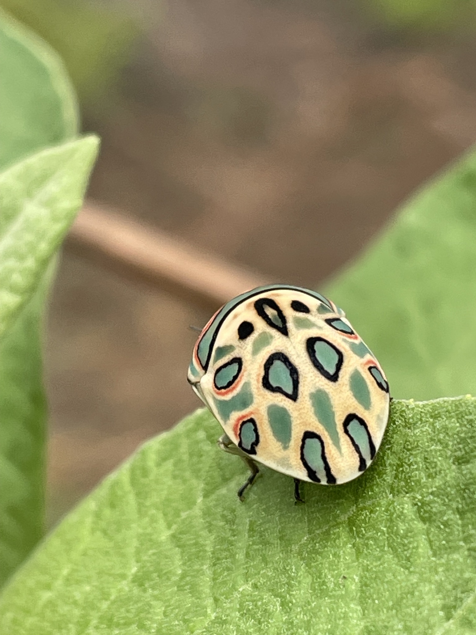 Sphaerocoris annulus