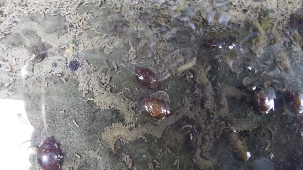 Radix plicatula from 台灣台北 on October 27, 2021 at 01:49 PM by ...