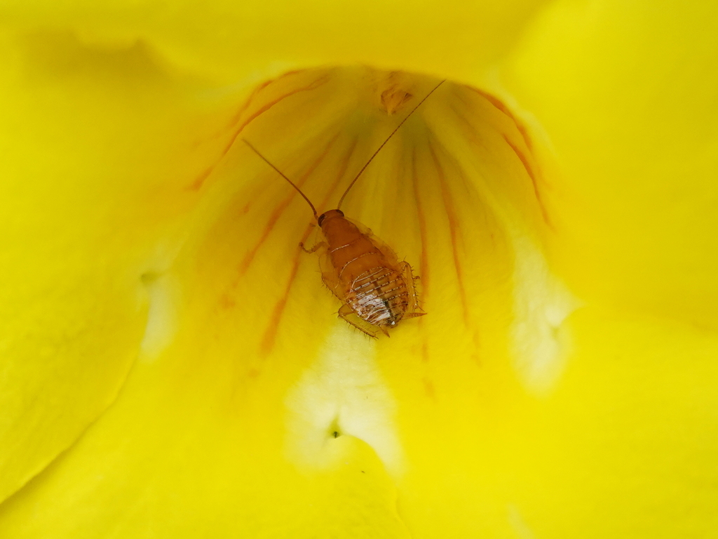 Wood Cockroaches from Tin Shui Wai, Hong Kong on October 23, 2021 at 11 ...