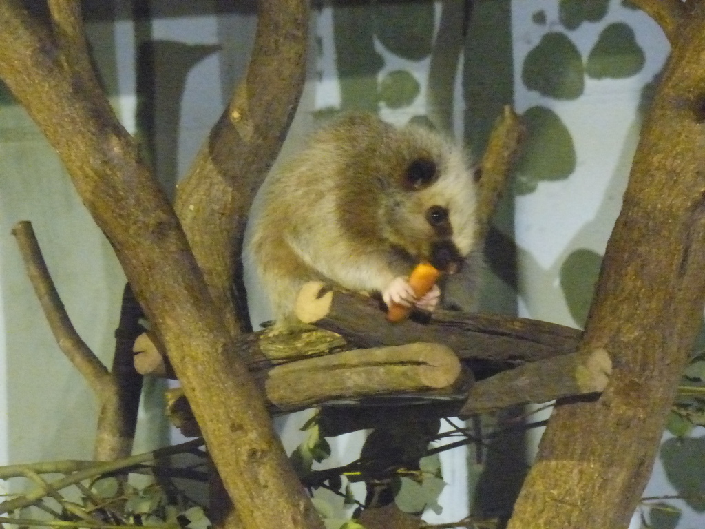 Northern Luzon Giant Cloud Rat (Phloeomys pallidus) - Know Your Mammals