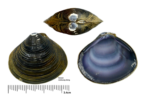 Subspecies Corbicula leana producta · iNaturalist