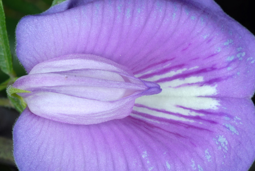 Gallito (Guia de Plantas del Municipio de Cancun) · iNaturalist