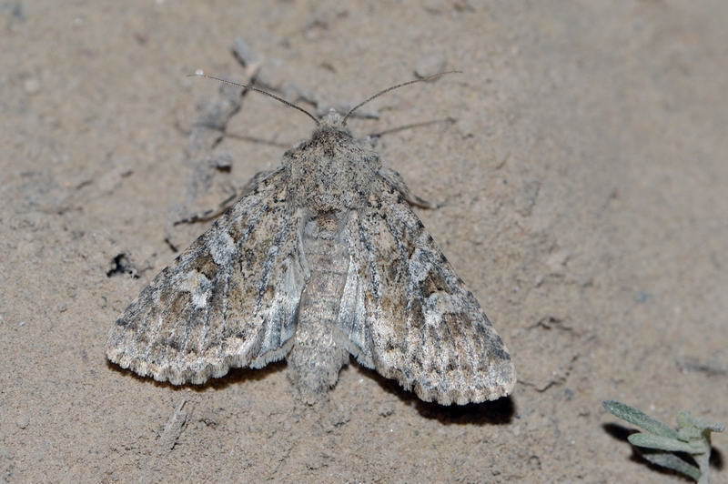 Anarta sabulorum Alphéraky, 1882