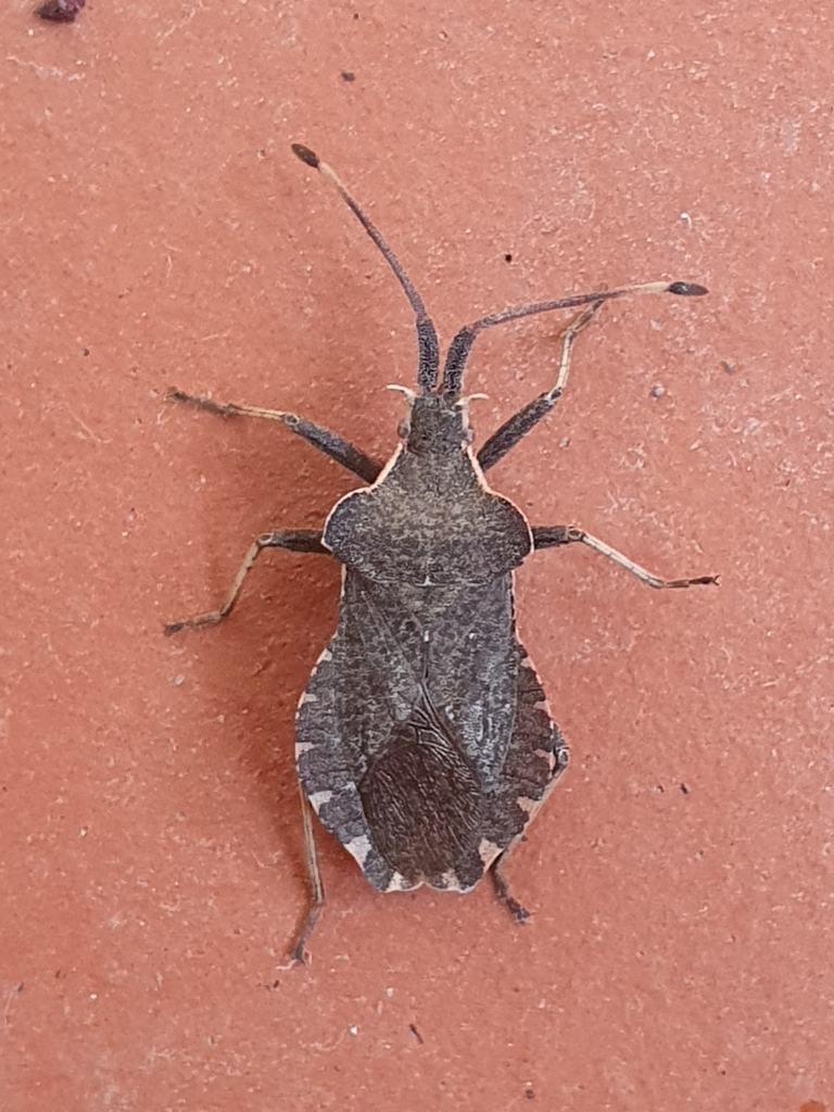 Enoplops bos (Madeira True Bugs) · iNaturalist