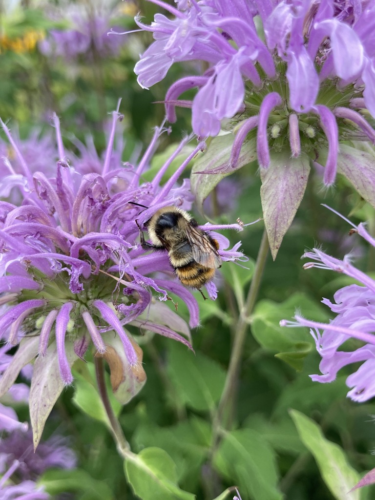 Great Basin Bumble Bee from Douglasdale, Calgary, AB T2Z, Canada on ...