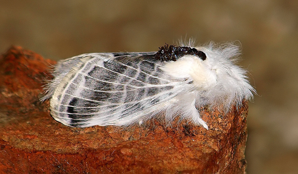 Large Tolype Moth from Leicester St, Garland, TX, USA on October 26 ...