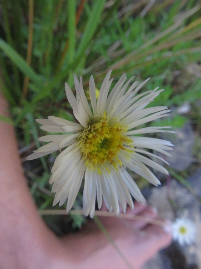 Marsh Daisy from Tomé, Bío Bío, Chile on October 23, 2021 at 01:16 PM ...