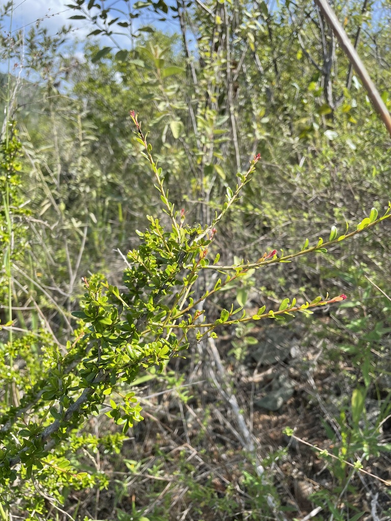 Neea buxifolia in October 2021 by Steve Maldonado Silvestrini · iNaturalist