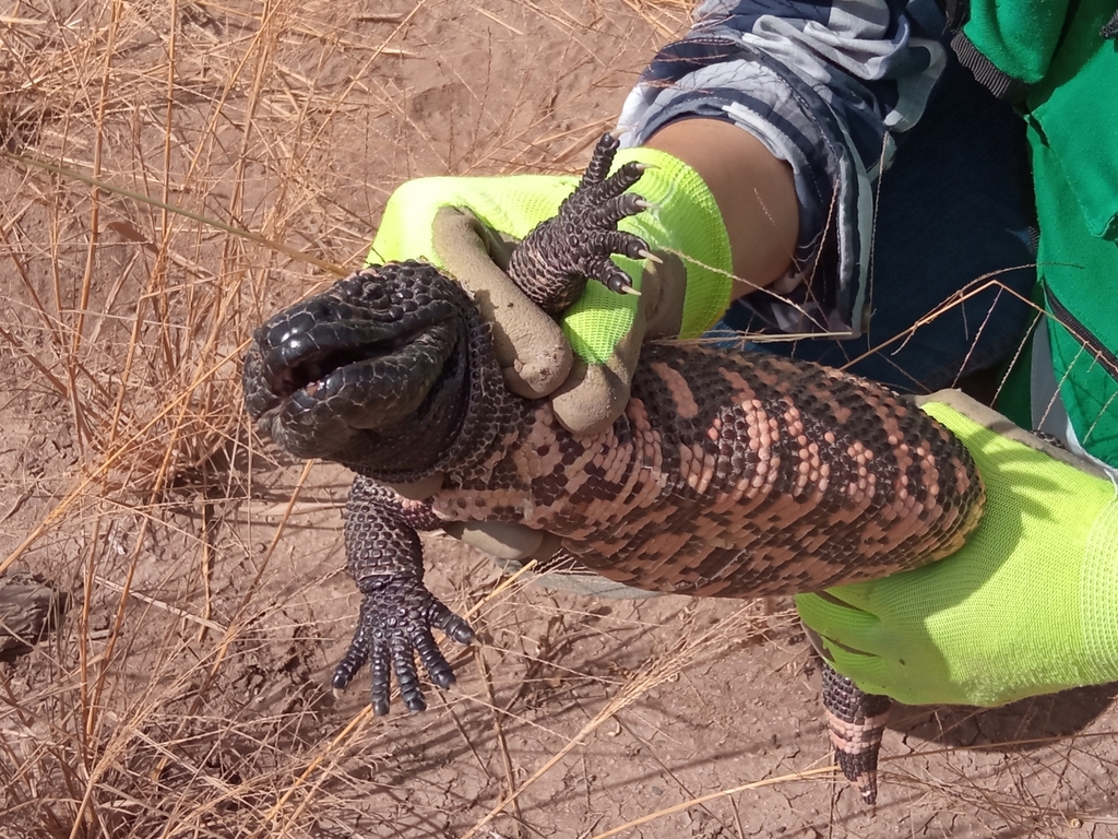 Gila Monster from Sonora, MX on October 26, 2021 at 11:10 AM by Jose ...