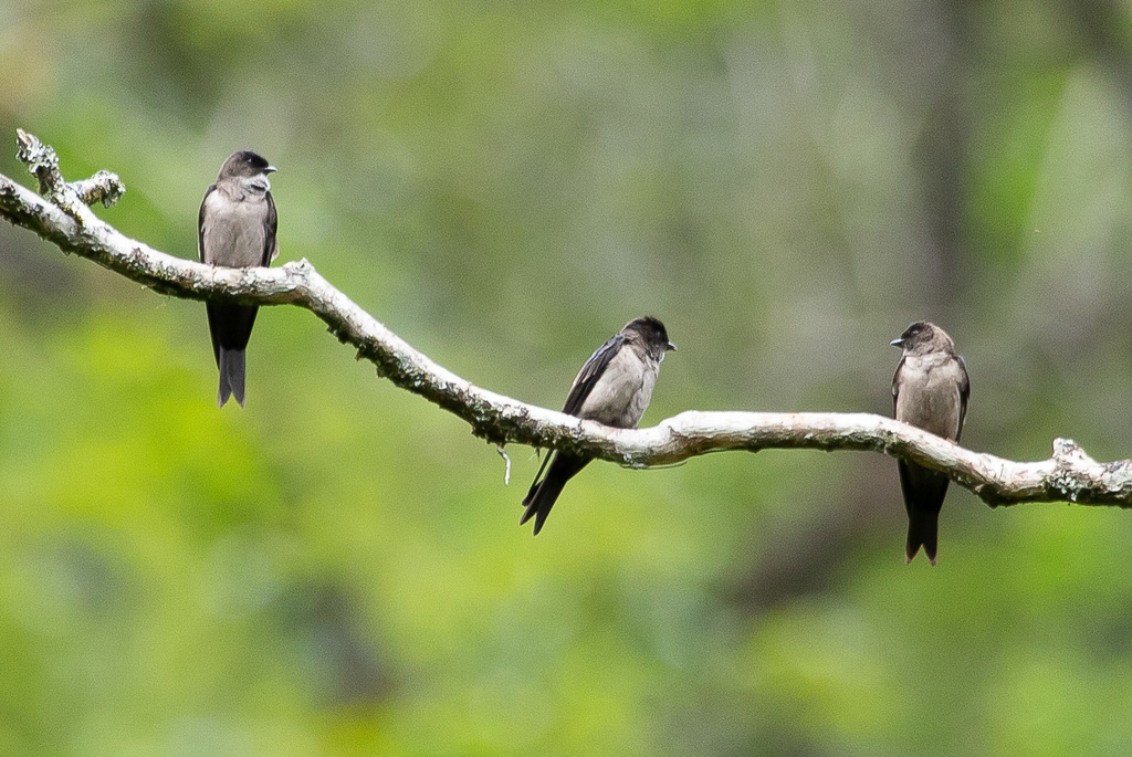 (Atticora tibialis tibialis) - Avian Discovery