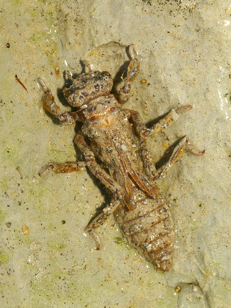 Carové's Giant Dragonfly from Westmere, New Zealand on April 19, 2013 ...