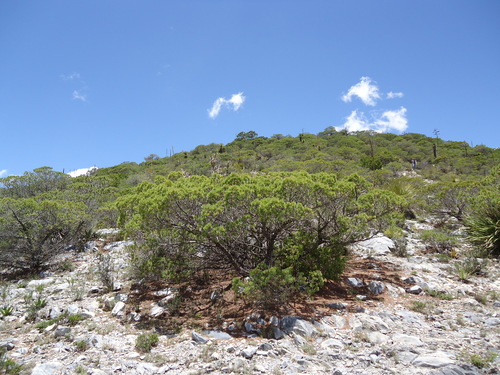 Pinus johanis · iNaturalist