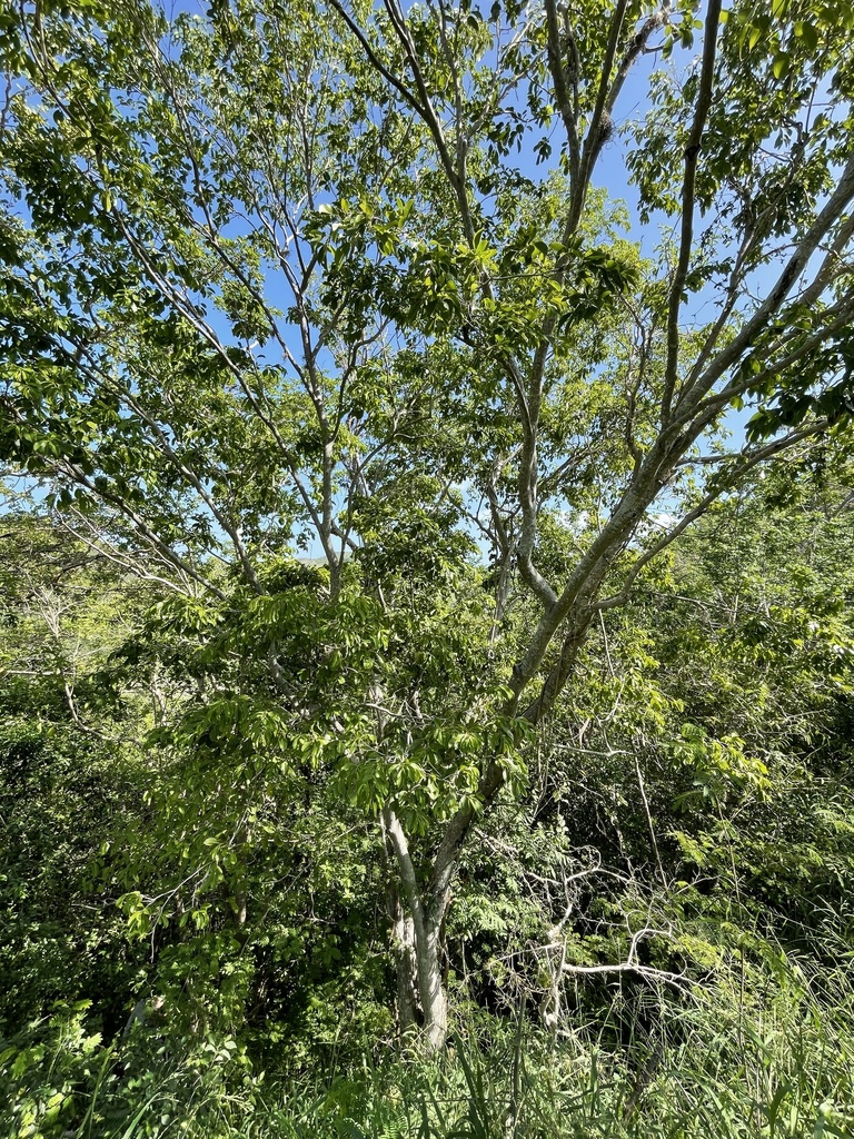 Phlebotaenia cowellii from Puerto Rico, Llanos Costa, PR, US on October ...