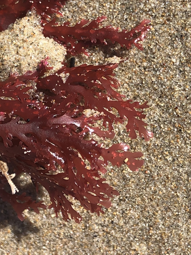 red algae from Santa Barbara Channel, Goleta, CA, US on October 27 ...
