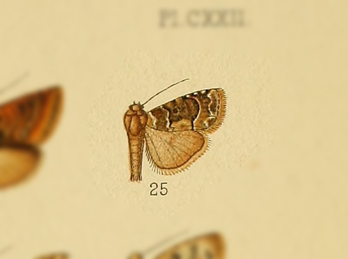 Bryophila labecula · iNaturalist