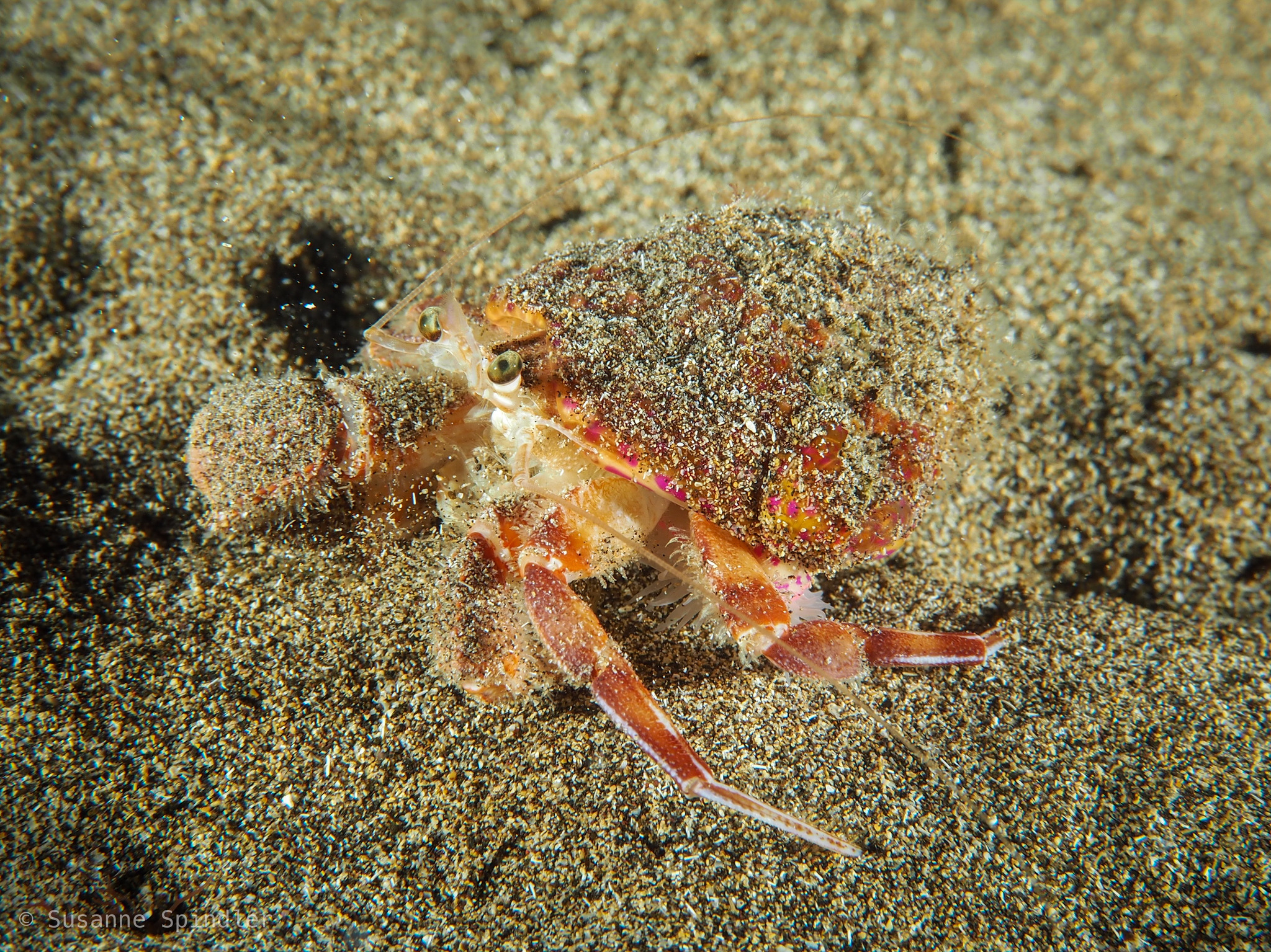 Adamsia palliata (Fabricius, 1779)