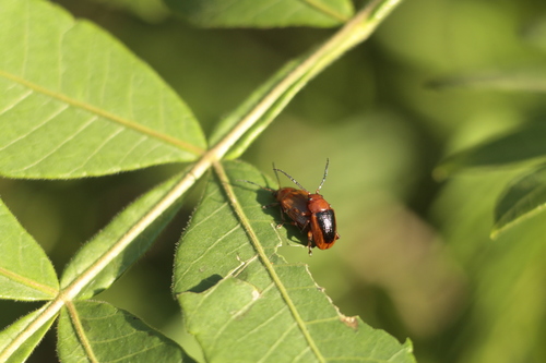 Genus Agrianes · iNaturalist United Kingdom